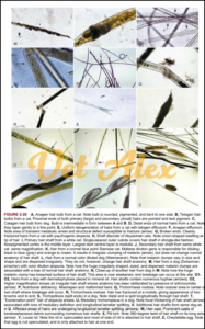Skin Scraping for Dogs and Cats to detect mites - Vet Alex