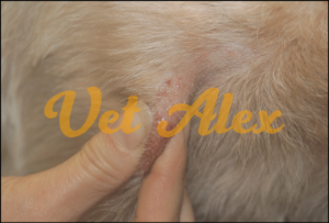 Skin Scraping for Dogs and Cats to detect mites - Vet Alex
