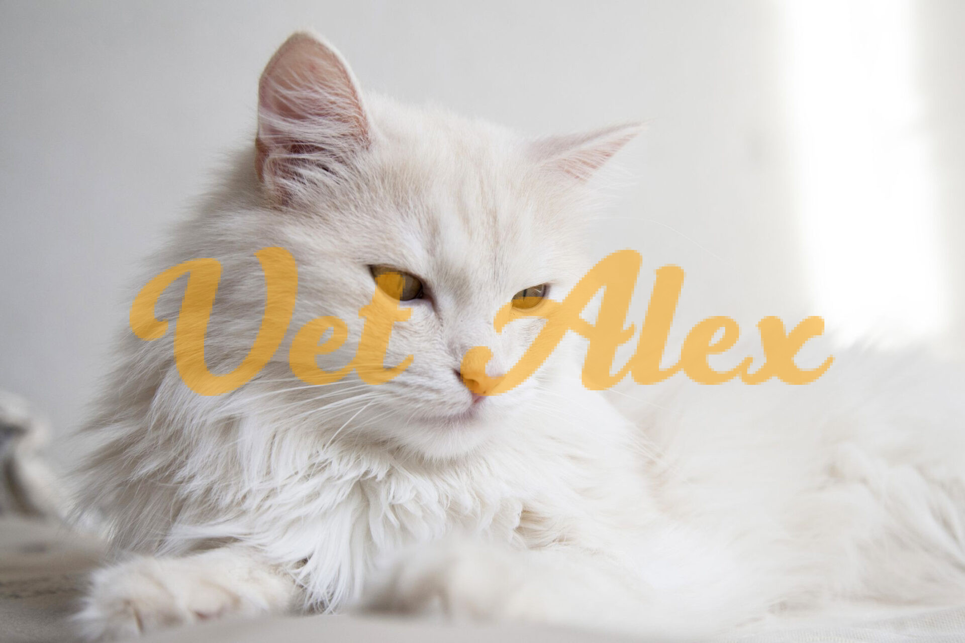 hair loss in cats by Vet-alex - Vet Alex